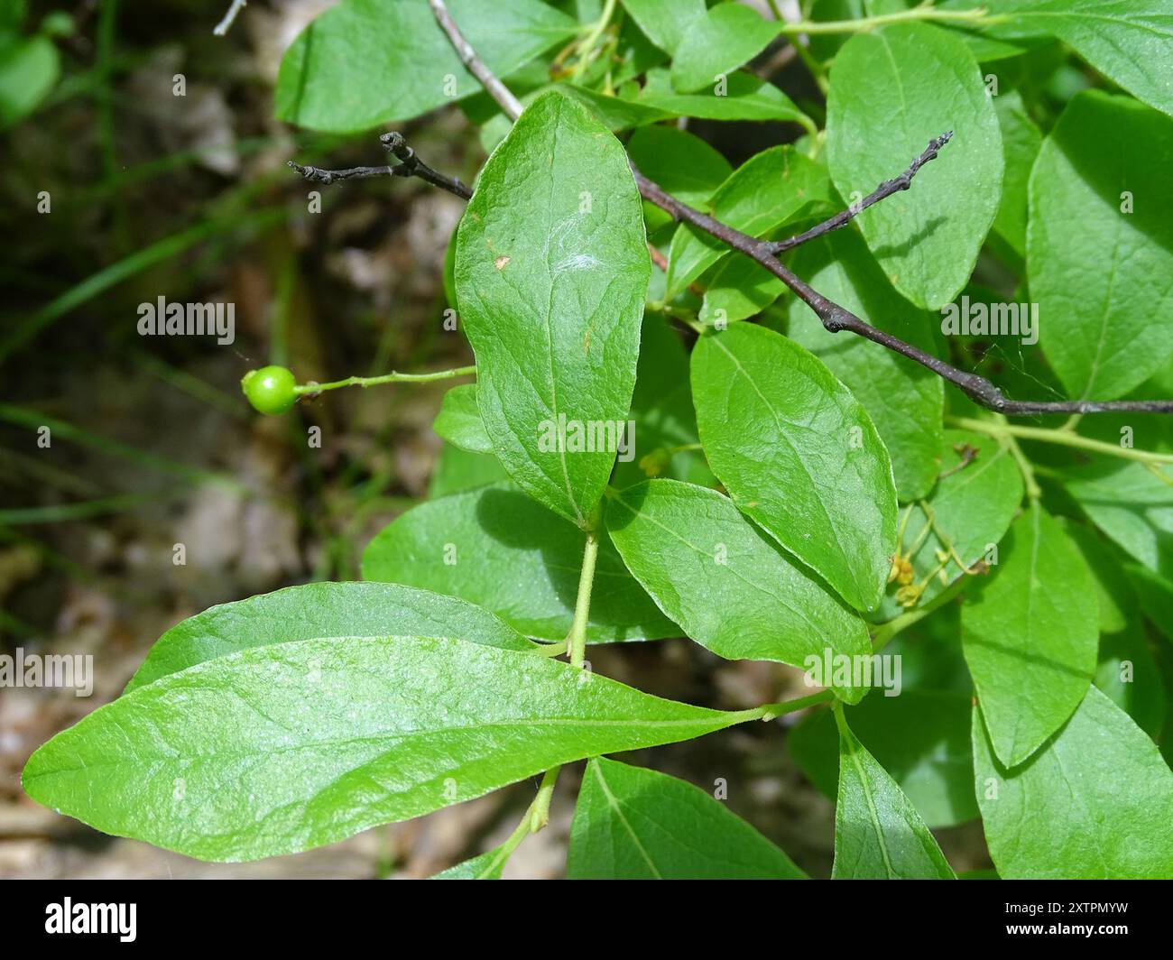 black huckleberry (Gaylussacia baccata) Plantae Stock Photo - Alamy