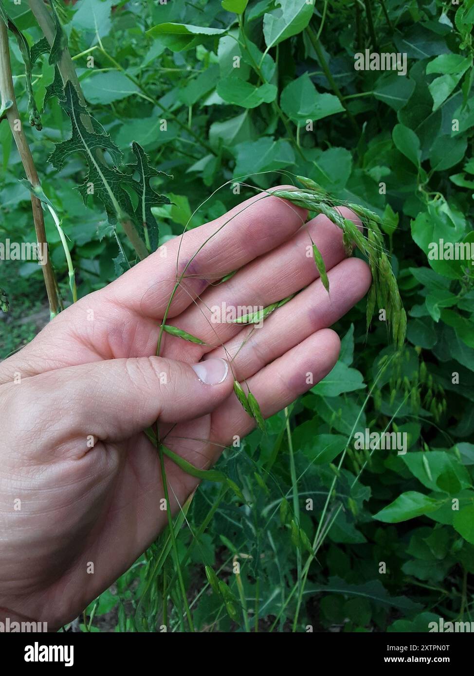 Japanese brome (Bromus japonicus) Plantae Stock Photo - Alamy