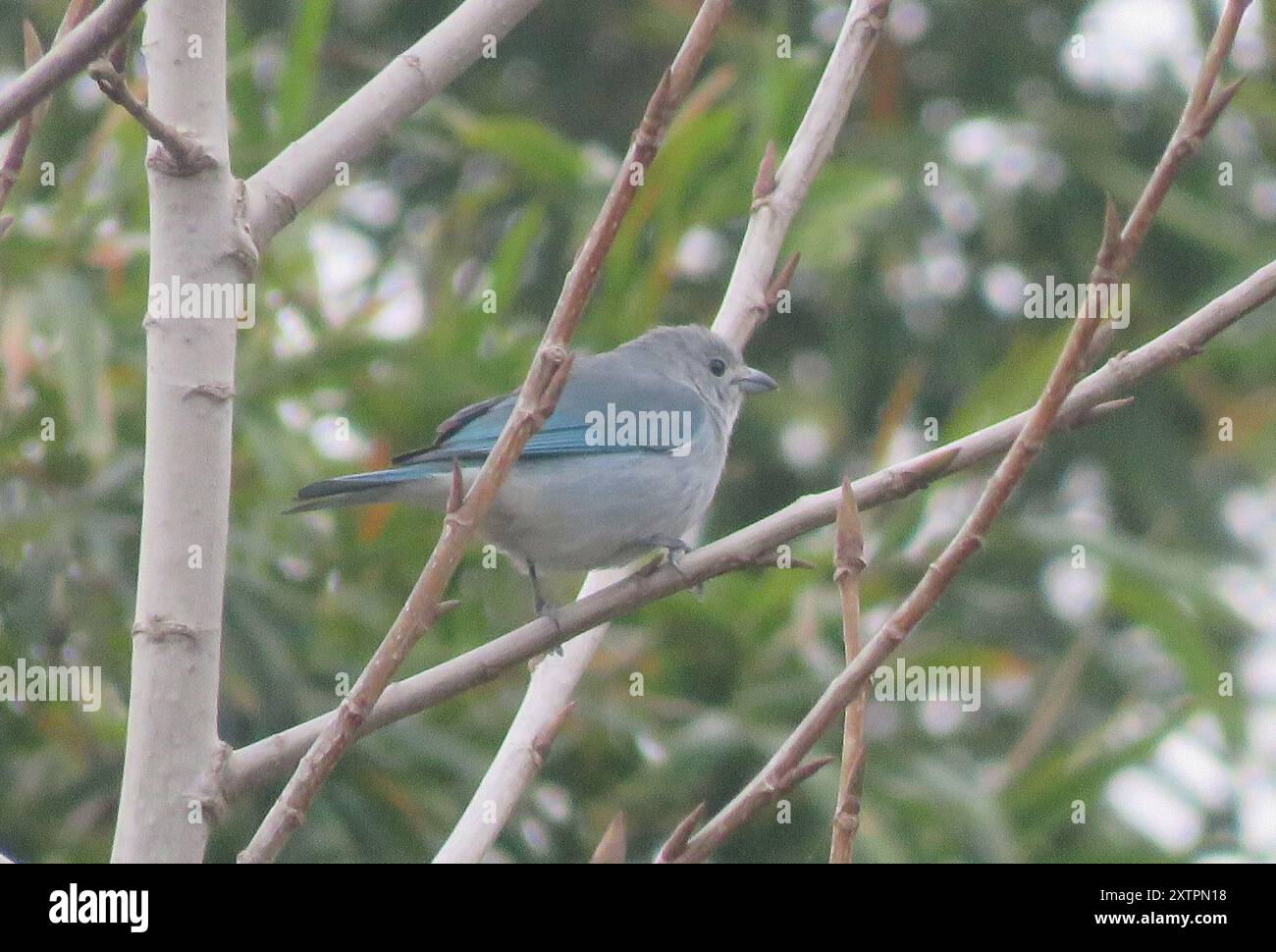 Sayaca Tanager (Thraupis sayaca) Aves Stock Photo - Alamy