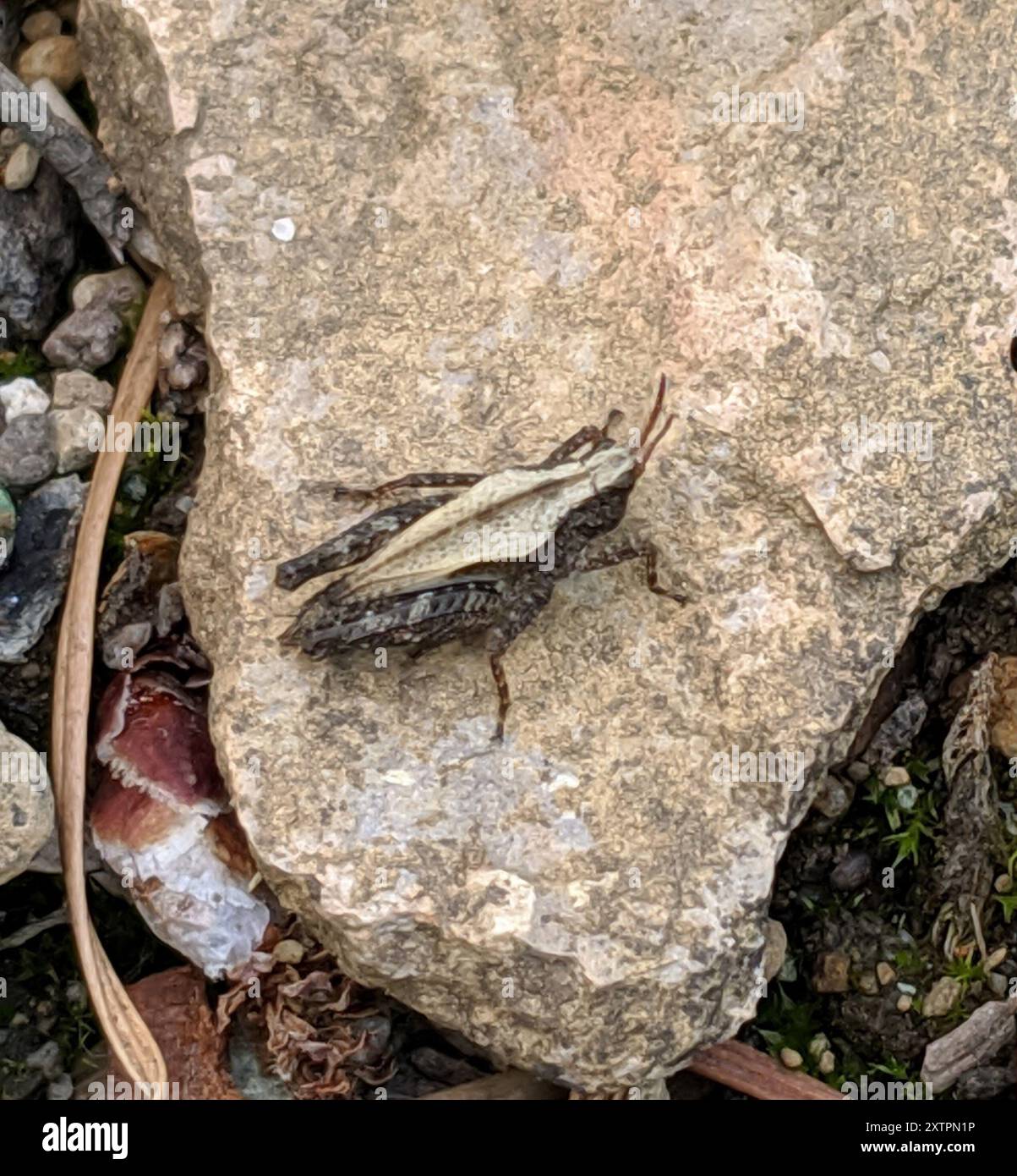 Slender Groundhopper (Tetrix subulata) Insecta Stock Photo - Alamy
