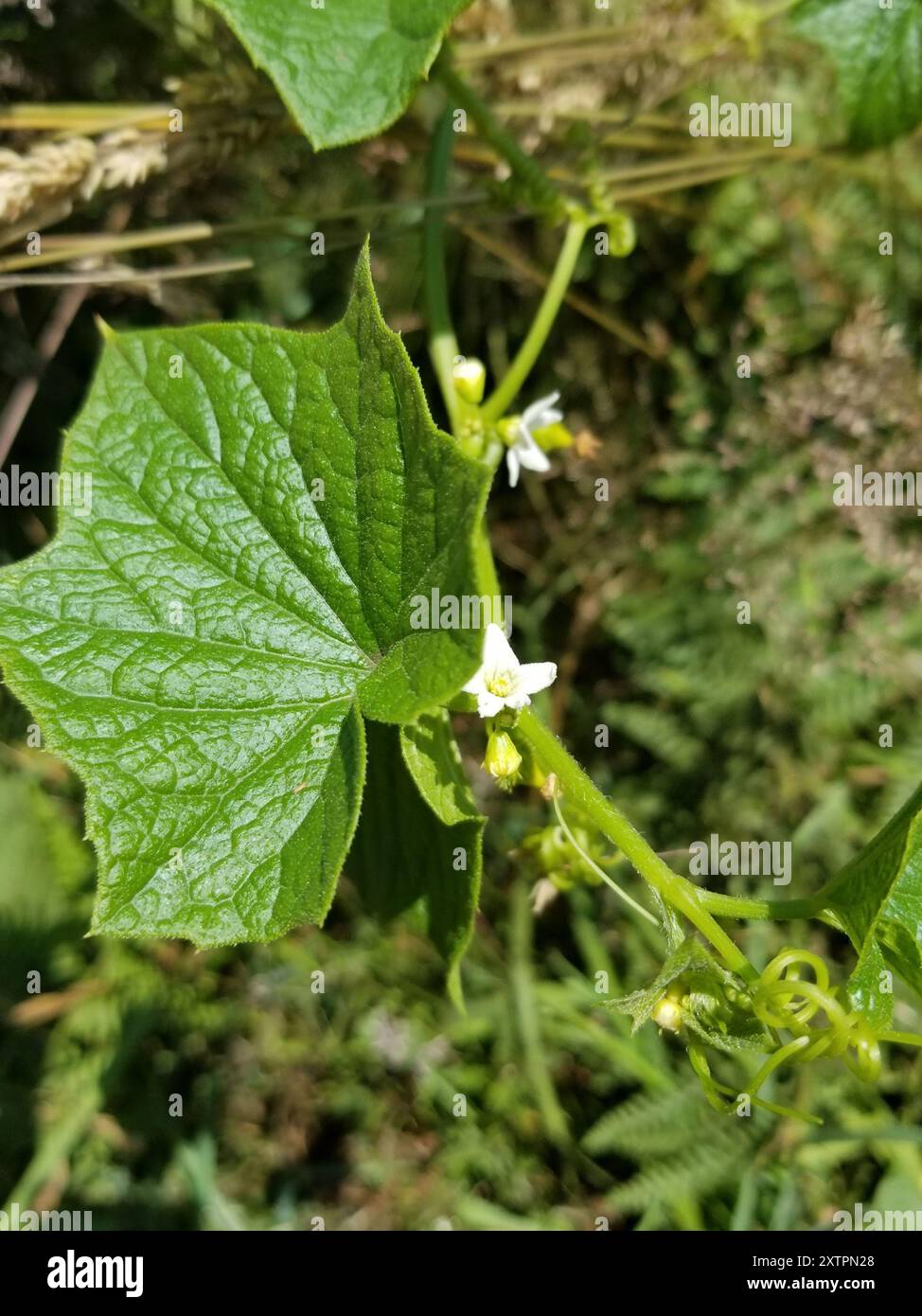 coastal manroot (Marah oregana) Plantae Stock Photo - Alamy