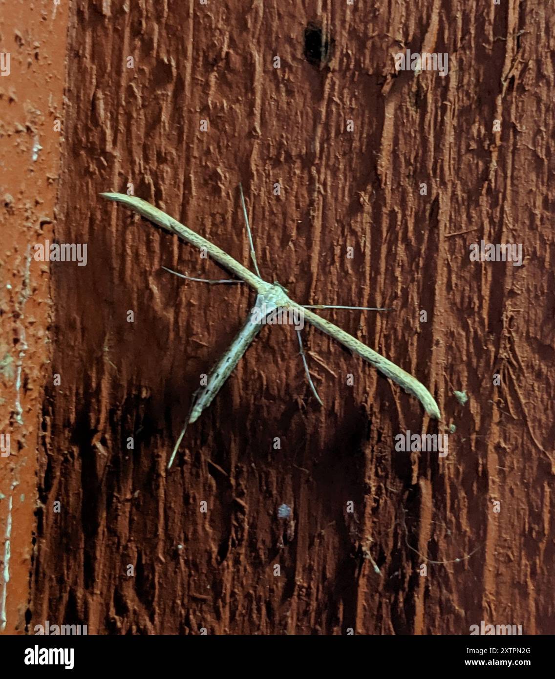 Morning-glory Plume Moth (Emmelina monodactyla) Insecta Stock Photo - Alamy