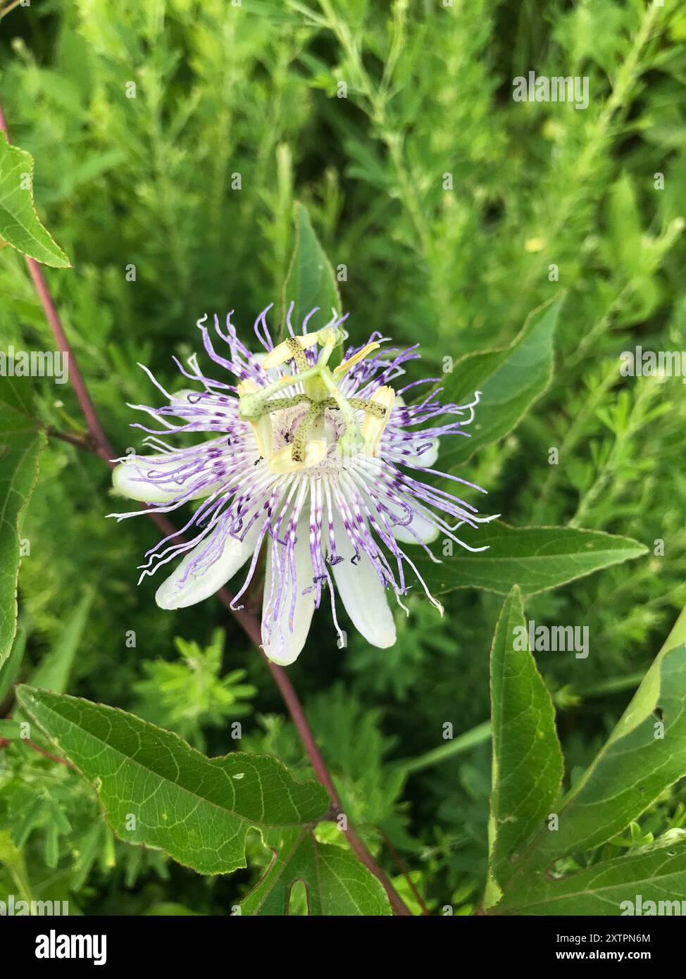 purple passionflower (Passiflora incarnata) Plantae Stock Photo - Alamy