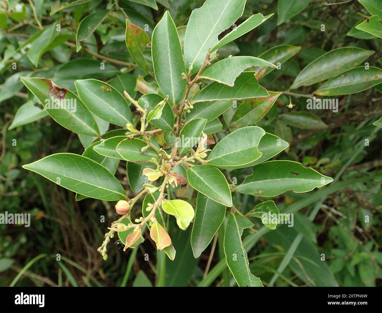 Common Glochidion (Glochidion rubrum) Plantae Stock Photo - Alamy
