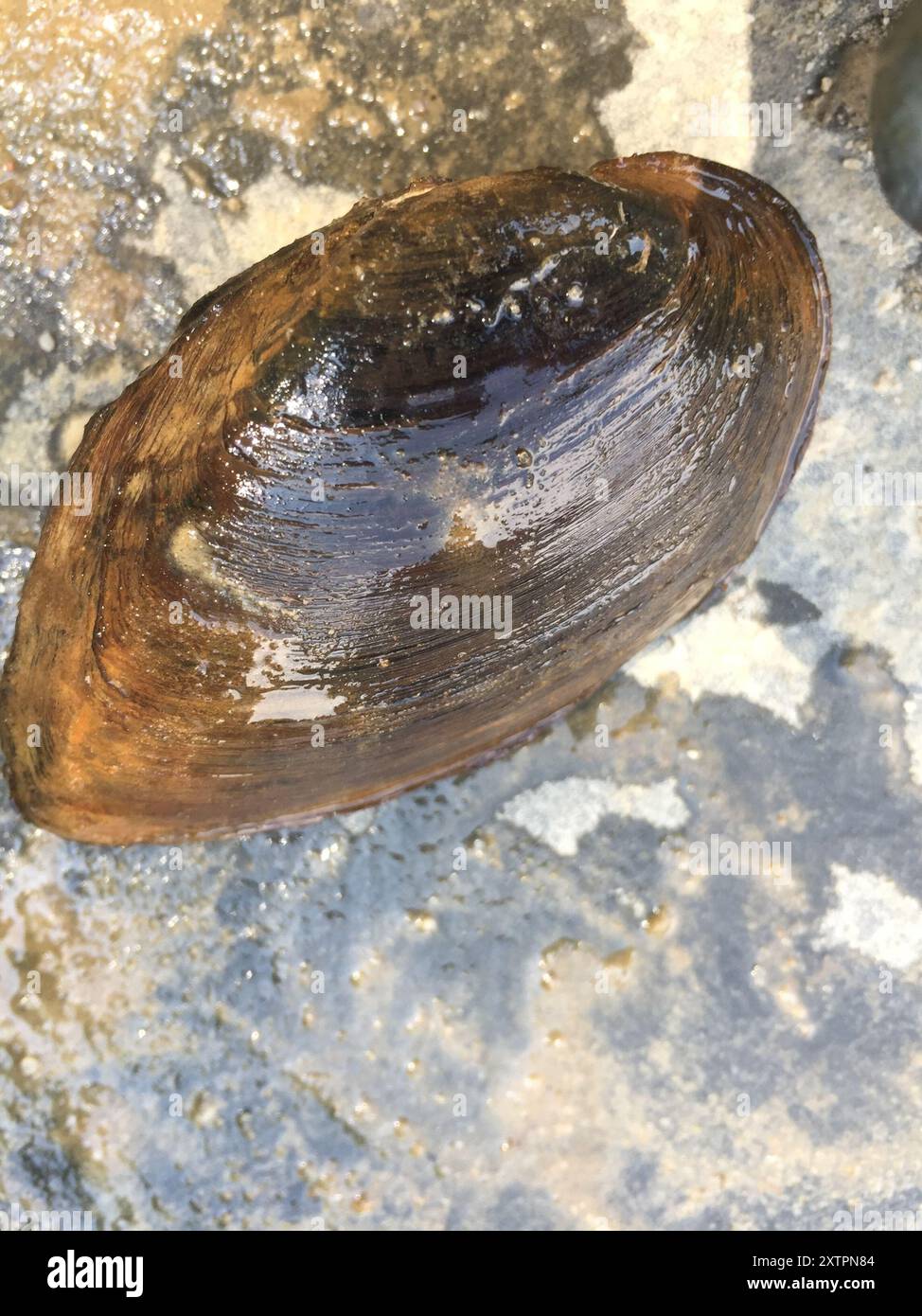 Elephantear (Elliptio crassidens) Mollusca Stock Photo - Alamy