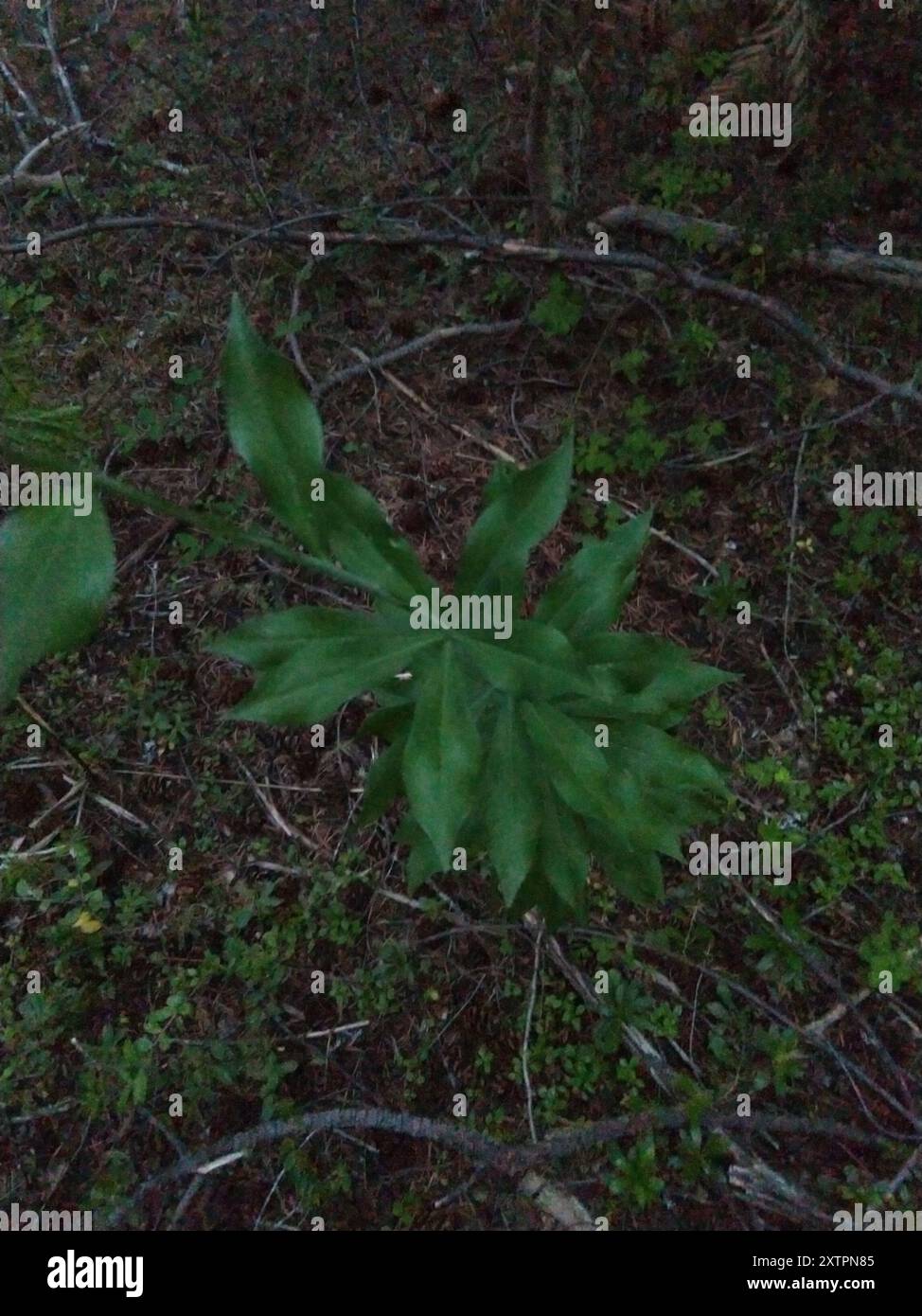 Washington lily (Lilium washingtonianum) Plantae Stock Photo - Alamy