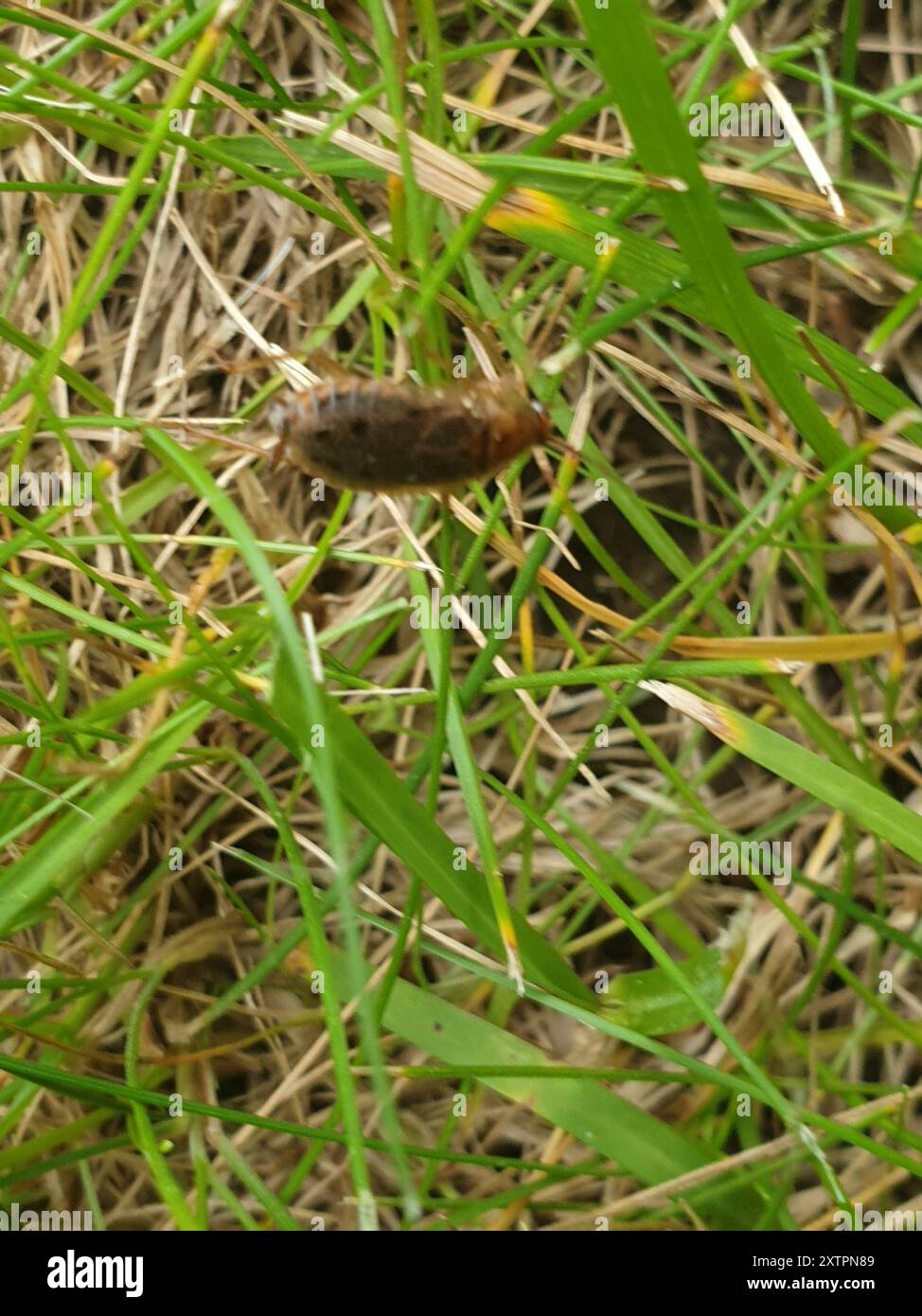 Ectobius lapponicus dusky cockroach hi-res stock photography and images ...