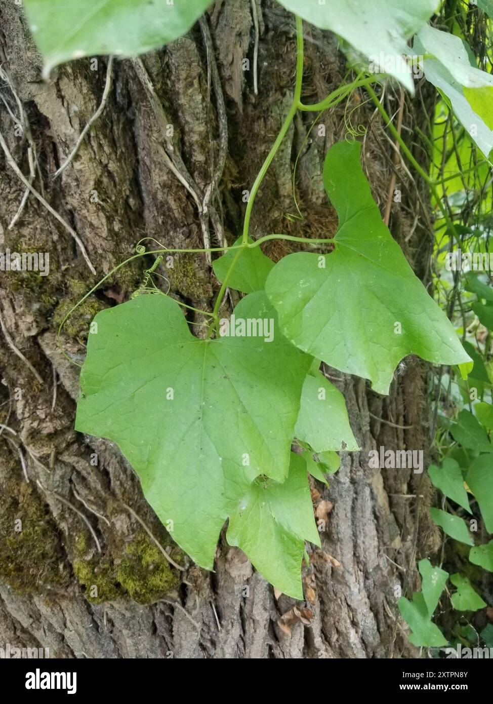 coastal manroot (Marah oregana) Plantae Stock Photo - Alamy