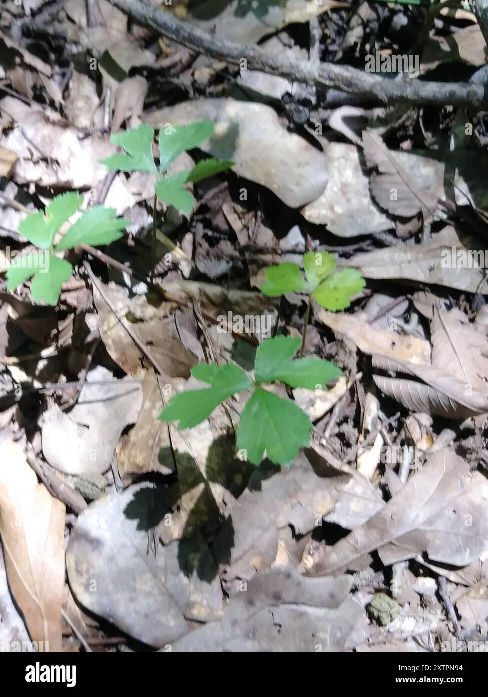 Black Snakeroot (Sanicula canadensis) Plantae Stock Photo - Alamy