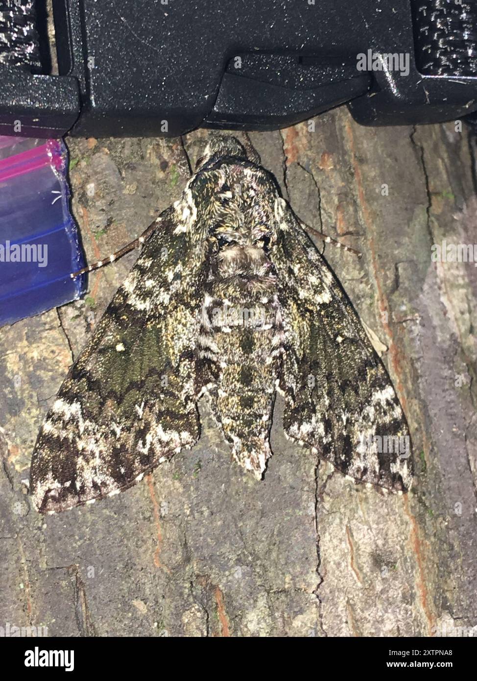 Rustic Sphinx (Manduca rustica) Insecta Stock Photo - Alamy