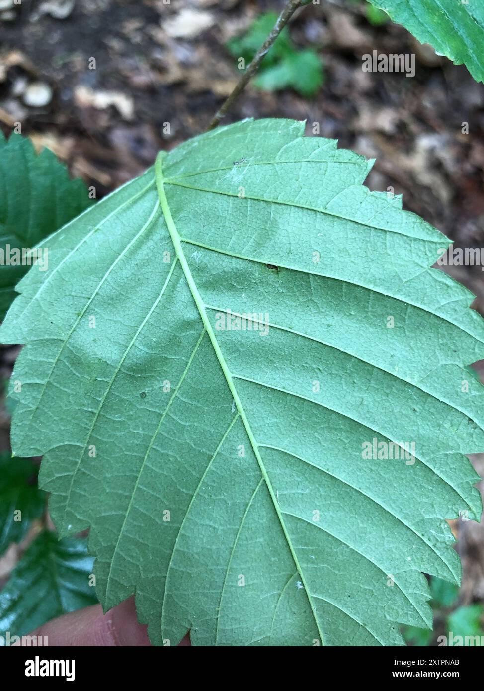 Wych Elm (Ulmus glabra) Plantae Stock Photo - Alamy