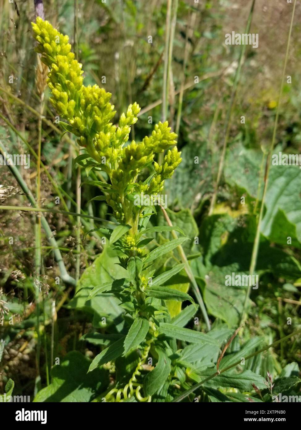 west coast Canada goldenrod (Solidago elongata) Plantae Stock Photo - Alamy
