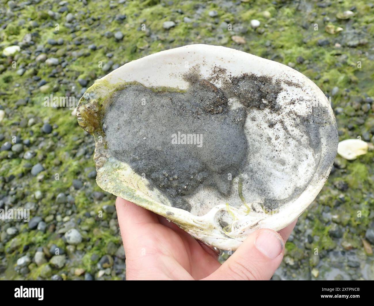 Pacific Gaper (Tresus nuttallii) Mollusca Stock Photo - Alamy
