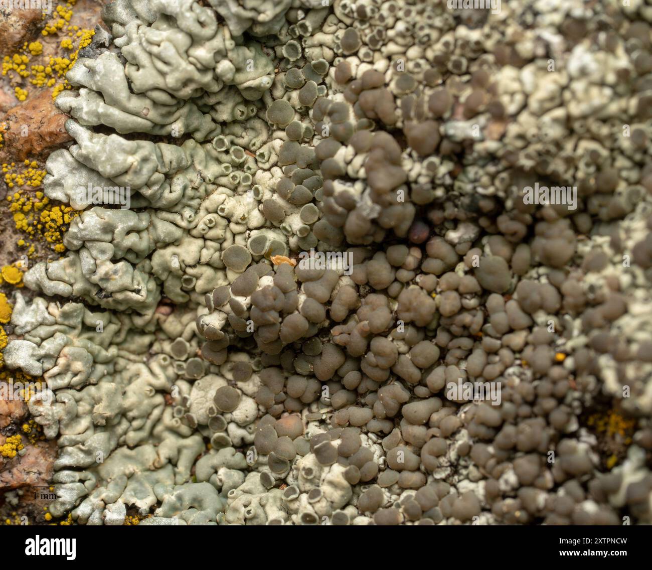 common lichens (Lecanoromycetes) Fungi Stock Photo - Alamy