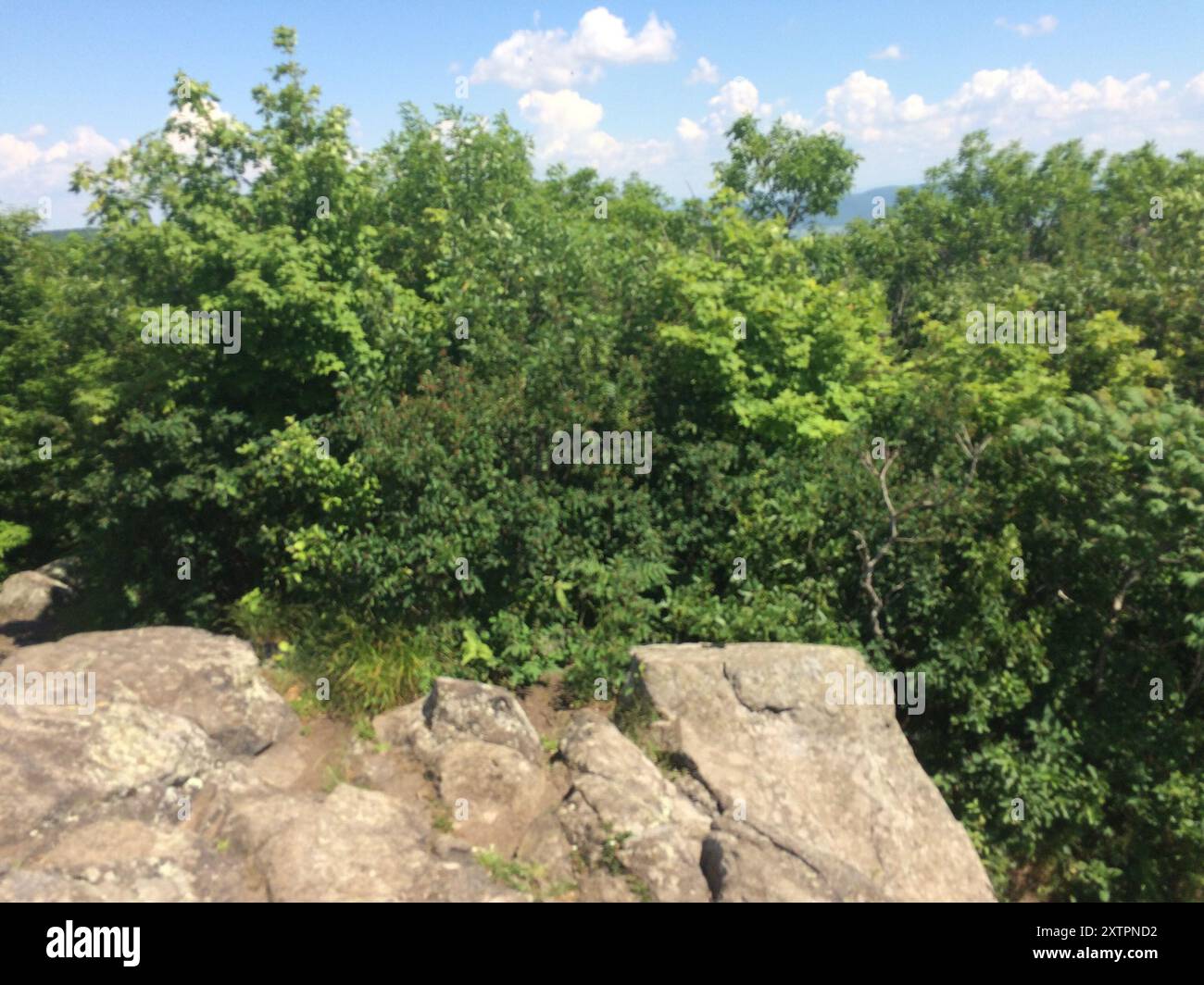 Low Serviceberry (Amelanchier humilis) Plantae Stock Photo - Alamy