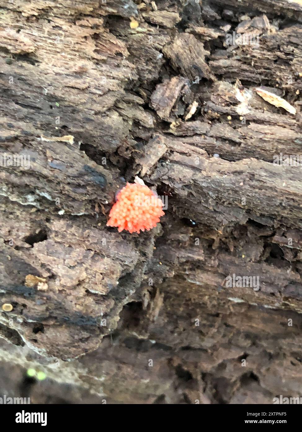 Red Raspberry Slime Mold (Tubifera ferruginosa) Protozoa Stock Photo ...