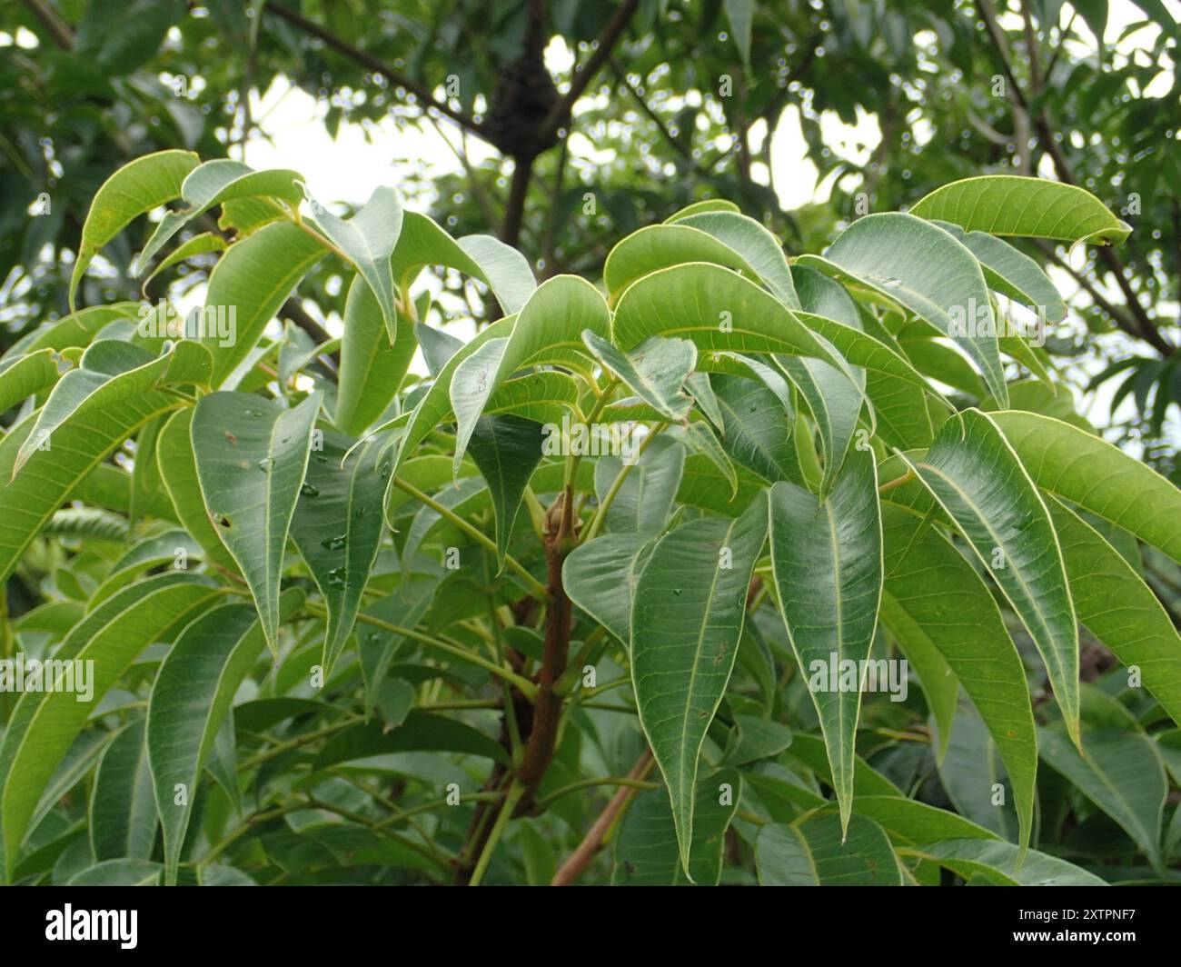 Tetradium hi-res stock photography and images - Alamy