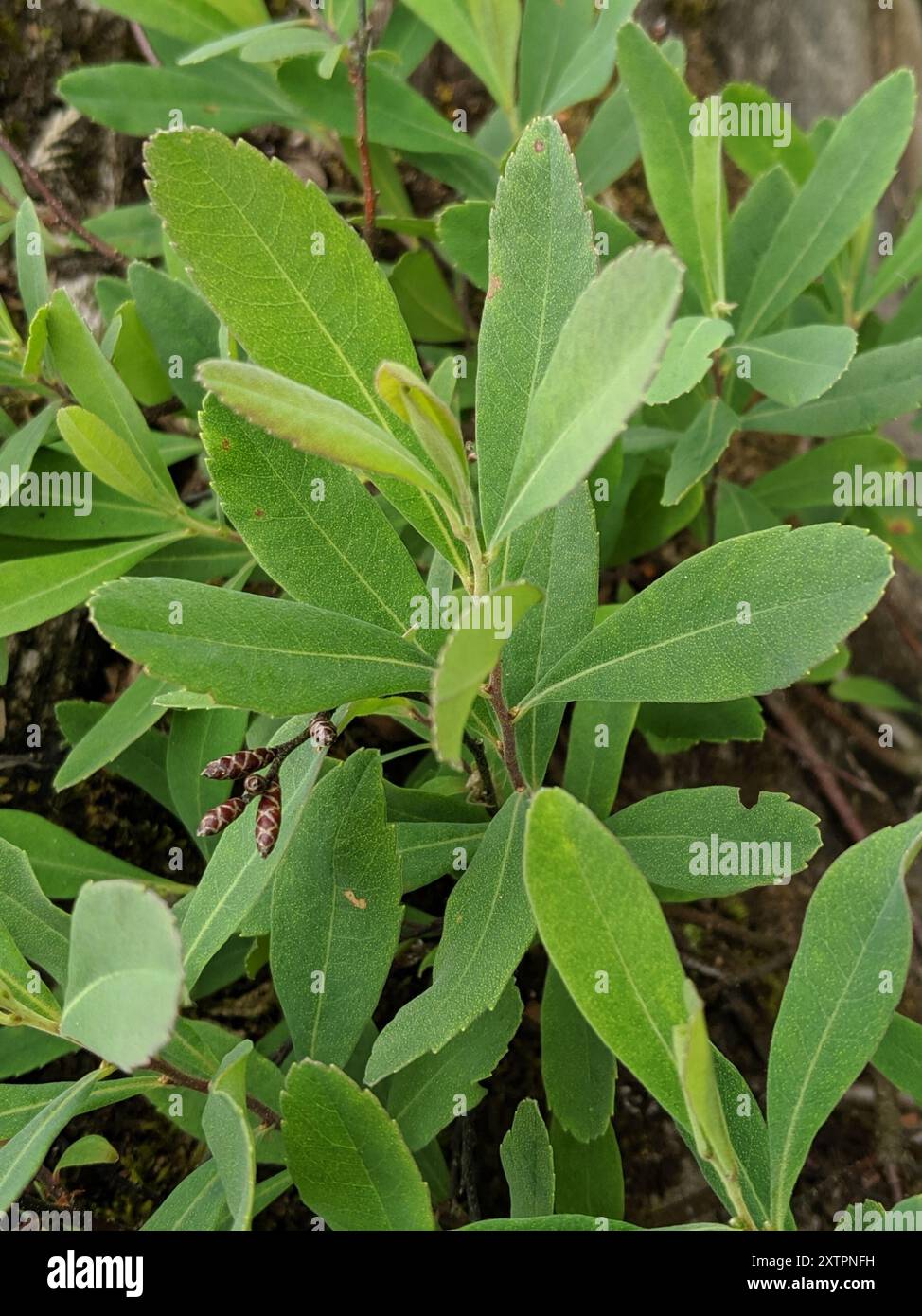 bog myrtle (Myrica gale) Plantae Stock Photo - Alamy