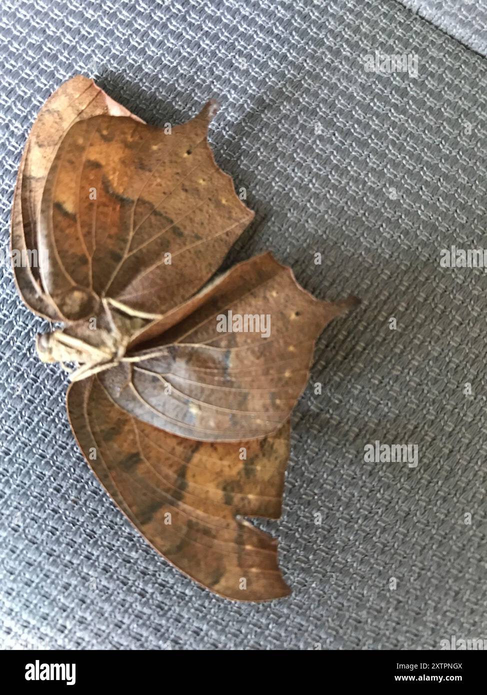 Goatweed Leafwing (Anaea andria) Insecta Stock Photo - Alamy