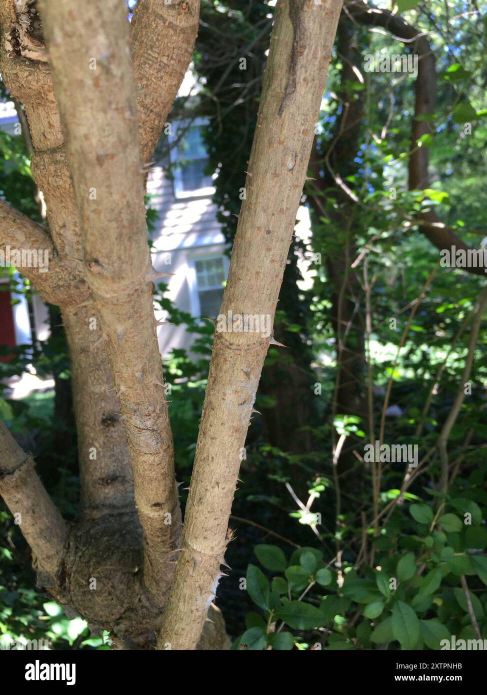 Japanese angelica tree (Aralia elata) Plantae Stock Photo - Alamy