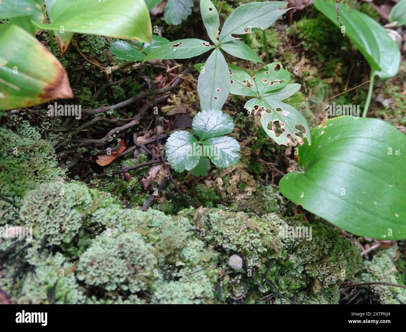 threeleaf goldthread (Coptis trifolia) Plantae Stock Photo - Alamy