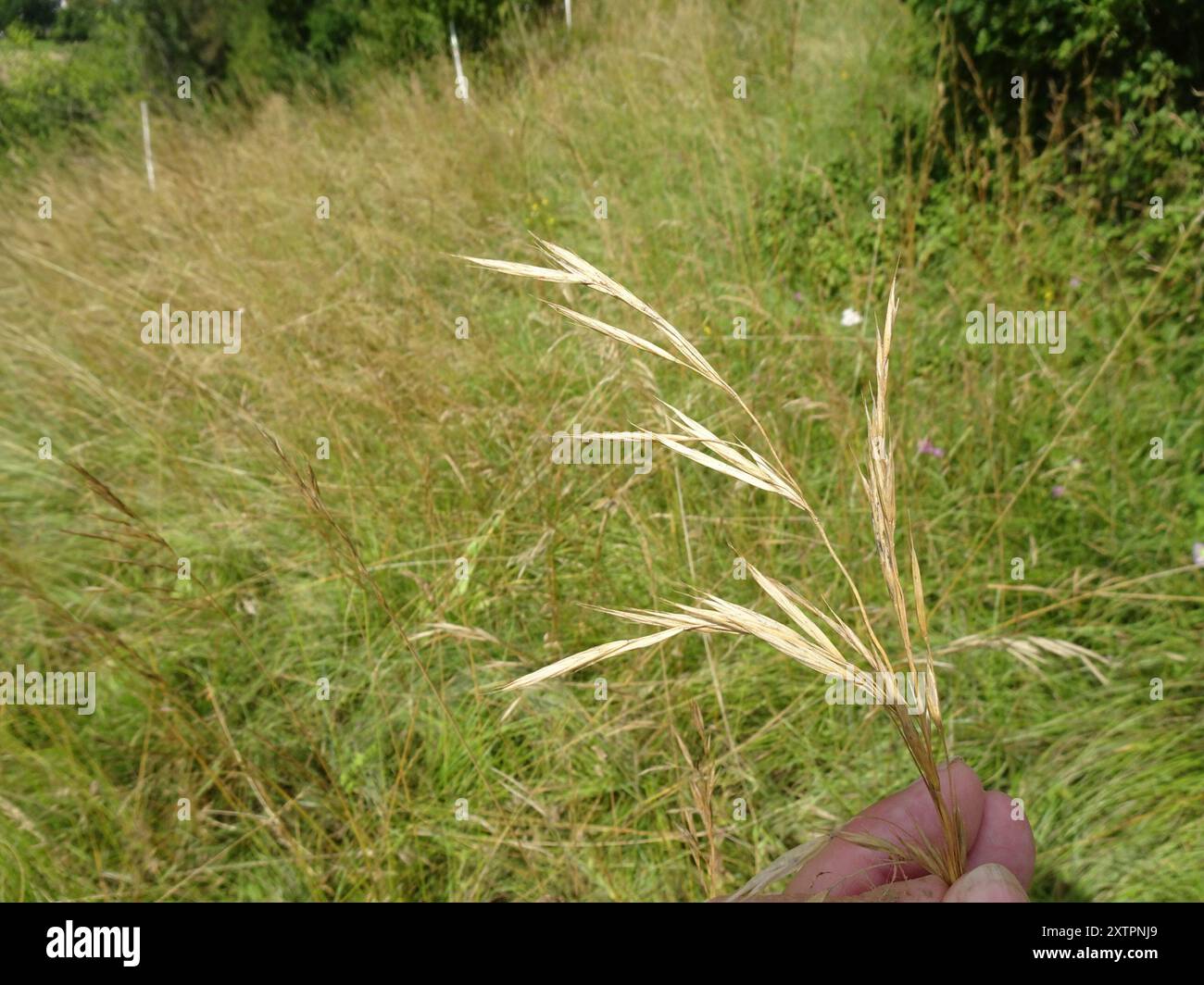 Upright Brome (Bromus erectus) Plantae Stock Photo - Alamy