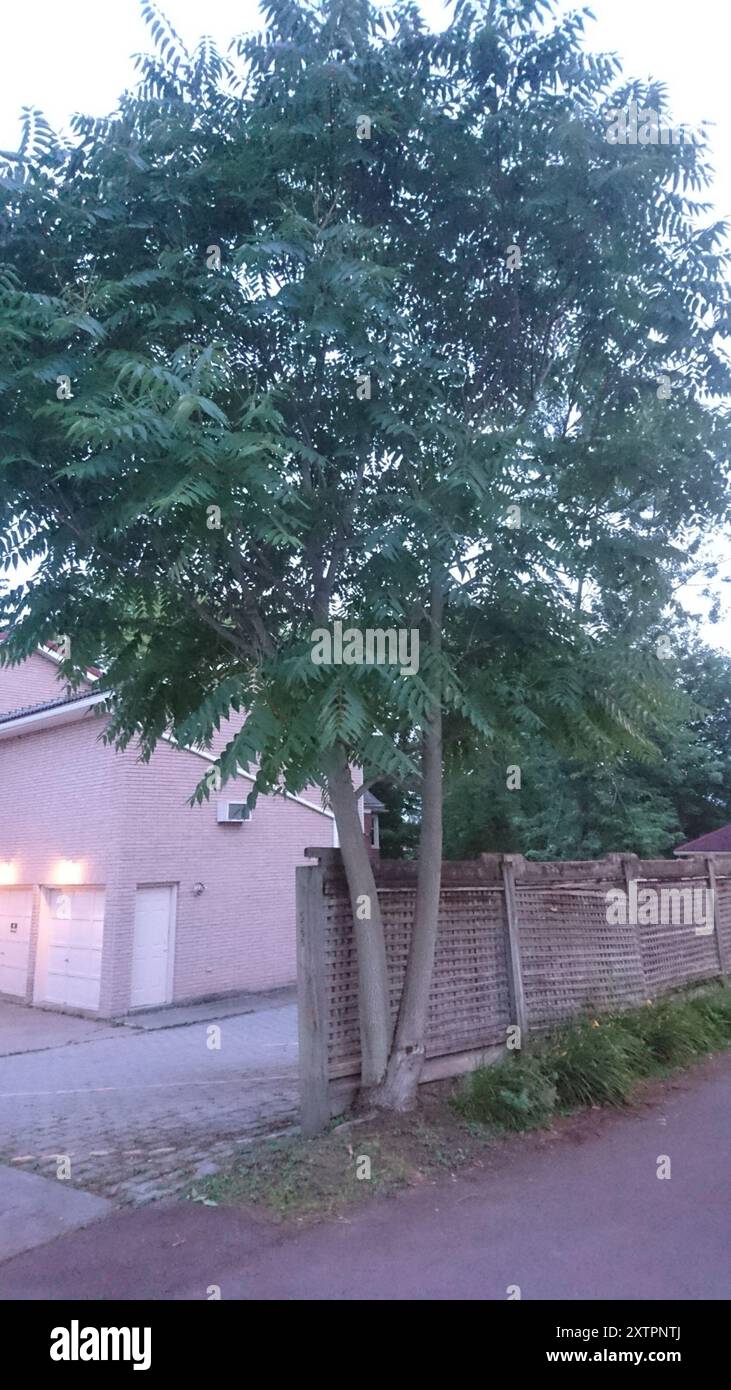 tree-of-heaven (Ailanthus altissima) Plantae Stock Photo - Alamy