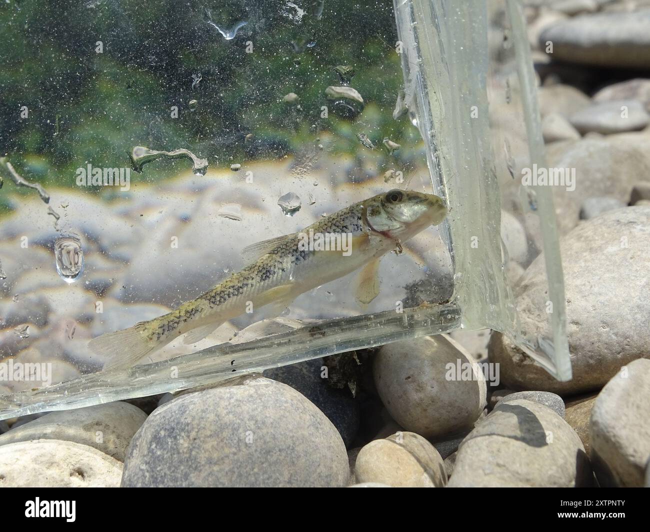 Northern Hog Sucker (Hypentelium nigricans) Actinopterygii Stock Photo ...