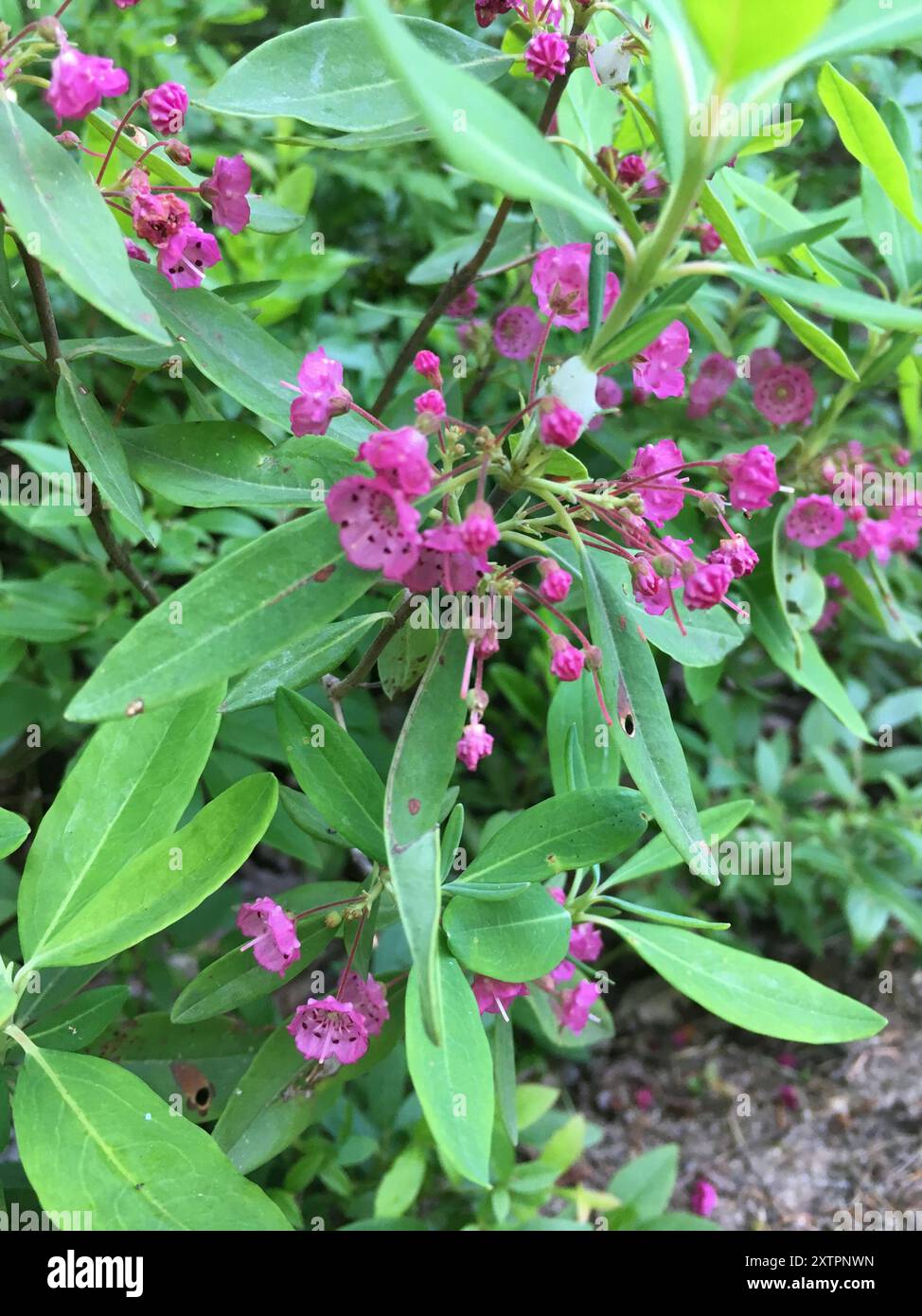 sheep laurel (Kalmia angustifolia) Plantae Stock Photo - Alamy