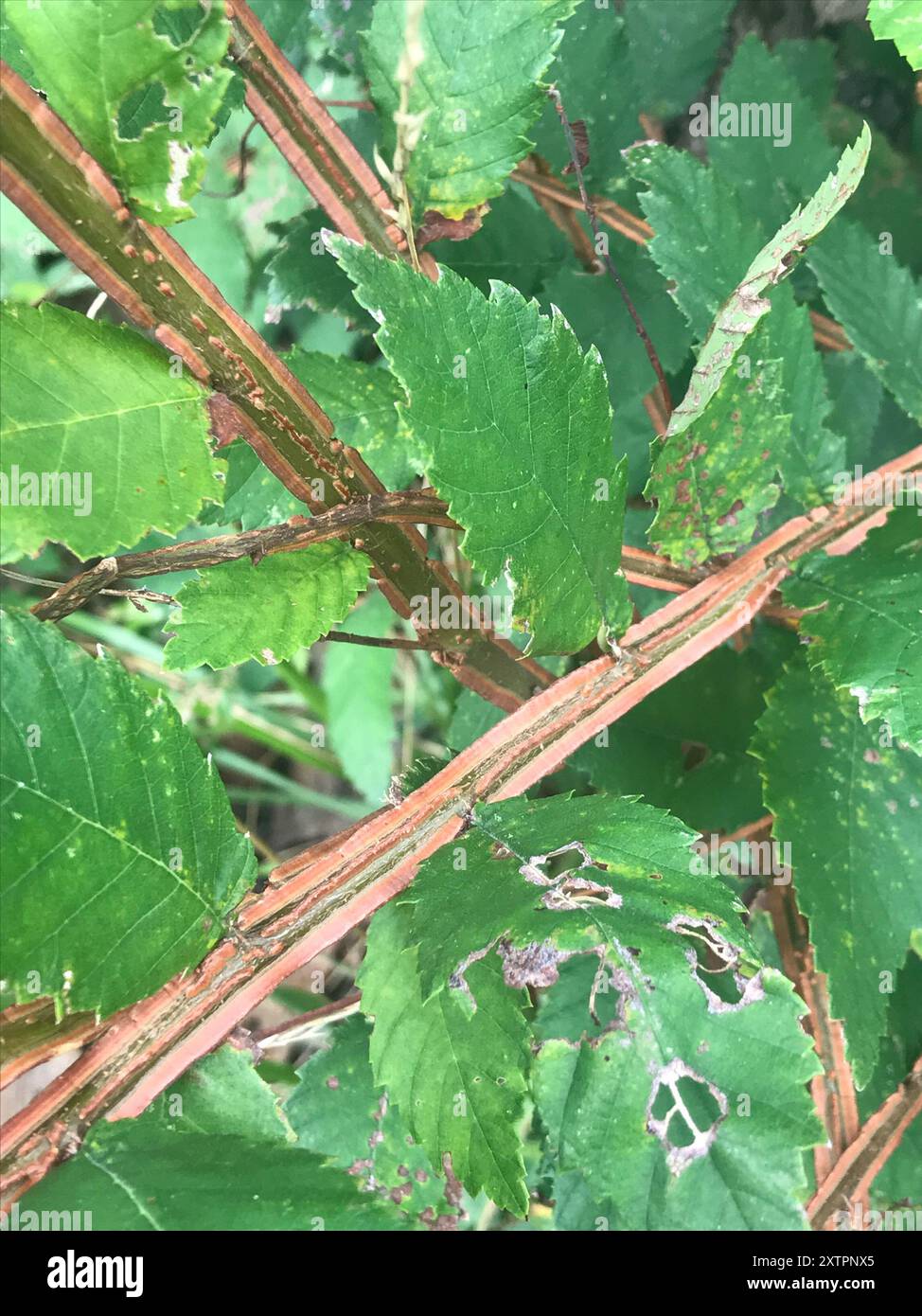 Winged Elm (Ulmus alata) Plantae Stock Photo - Alamy