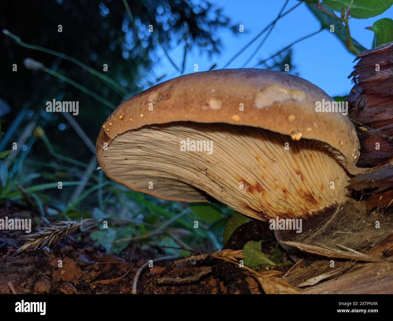 Velvet-footed Pax (Tapinella atrotomentosa) Fungi Stock Photo - Alamy