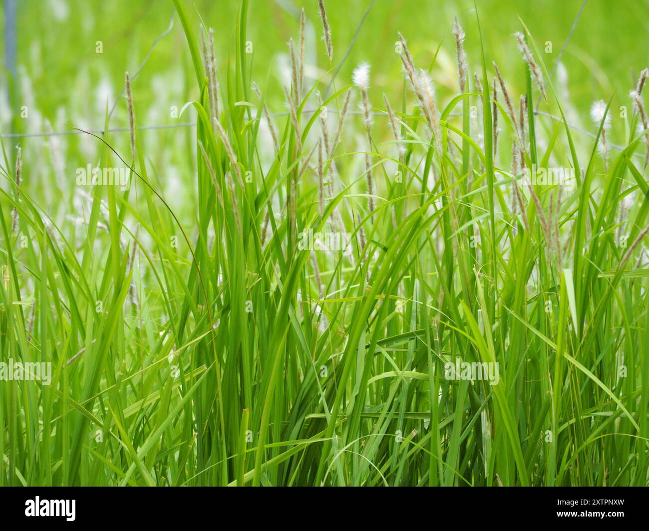 Cogon Grass (Imperata cylindrica) Plantae Stock Photo - Alamy