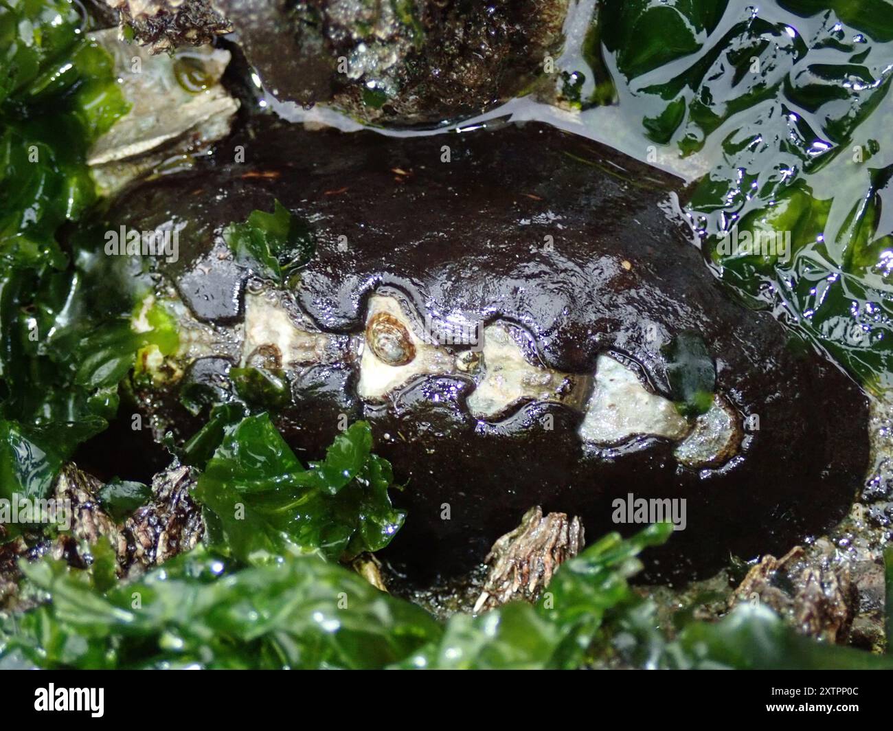 Leather chiton hi-res stock photography and images - Alamy