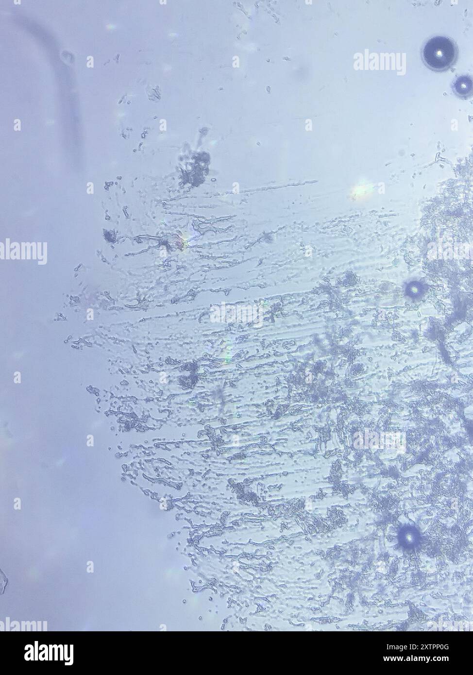 (Resinomycena rhododendri) Fungi Stock Photo - Alamy