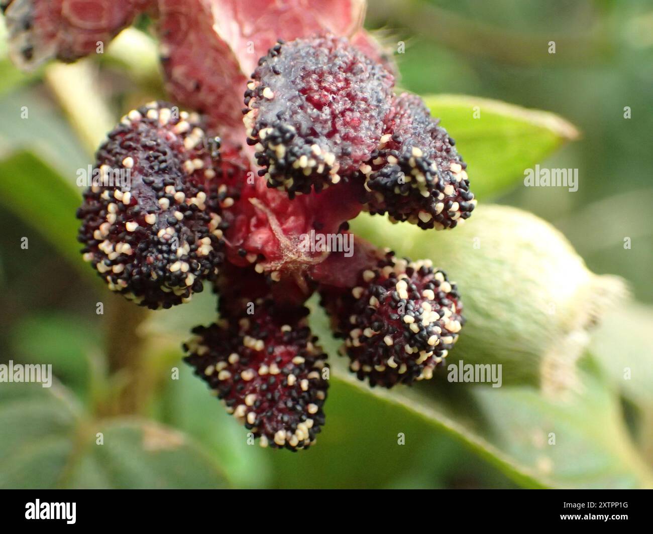 Common Melastoma (Melastoma candidum) Plantae Stock Photo - Alamy