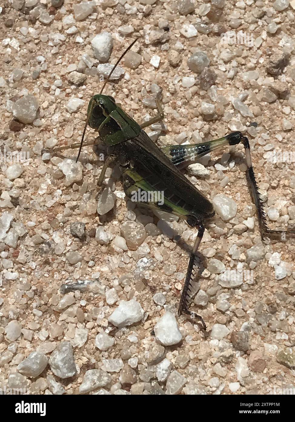 Prairie Boopie (Boopedon gracile) Insecta Stock Photo - Alamy