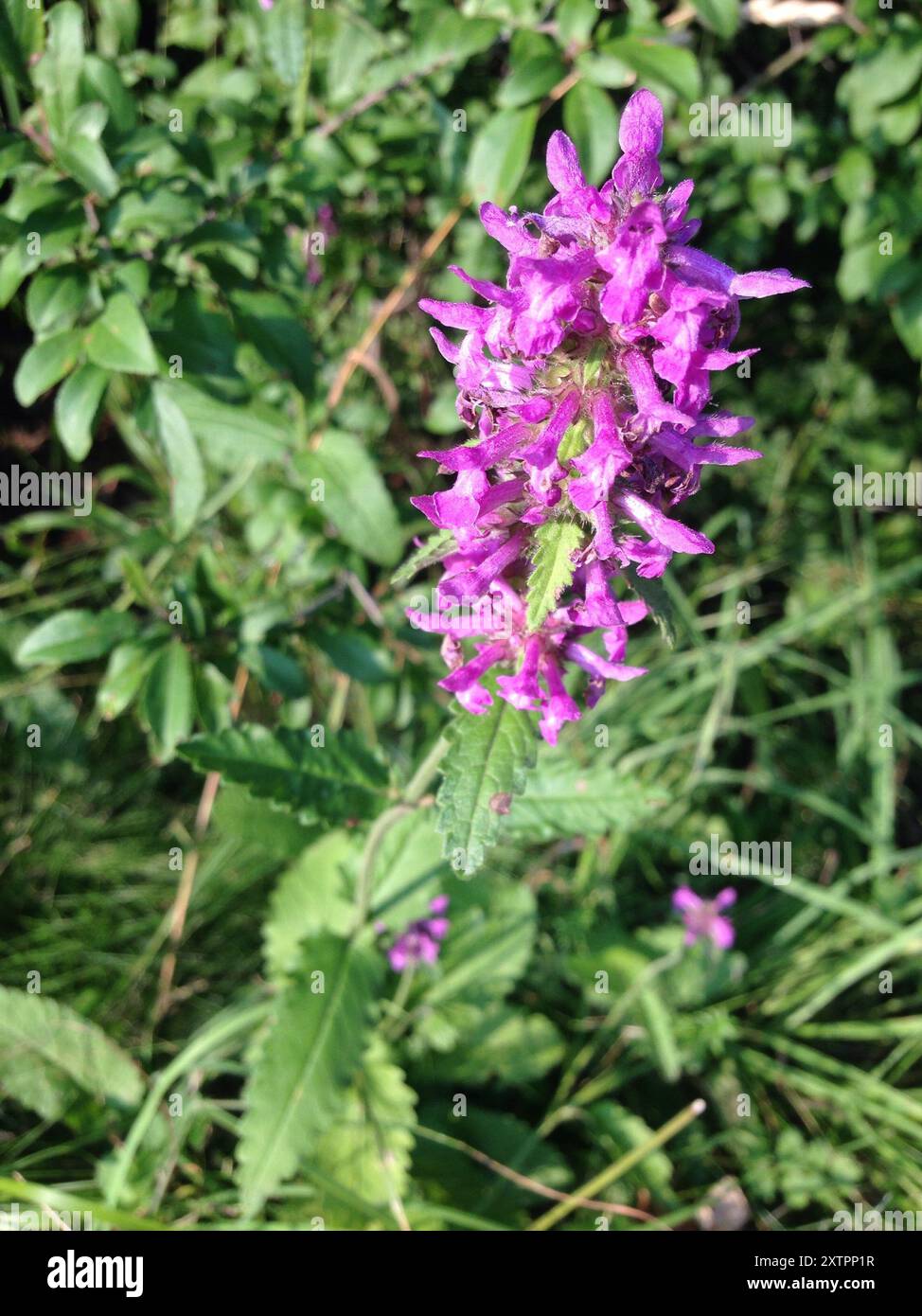 common hedge-nettle (Betonica officinalis) Plantae Stock Photo - Alamy