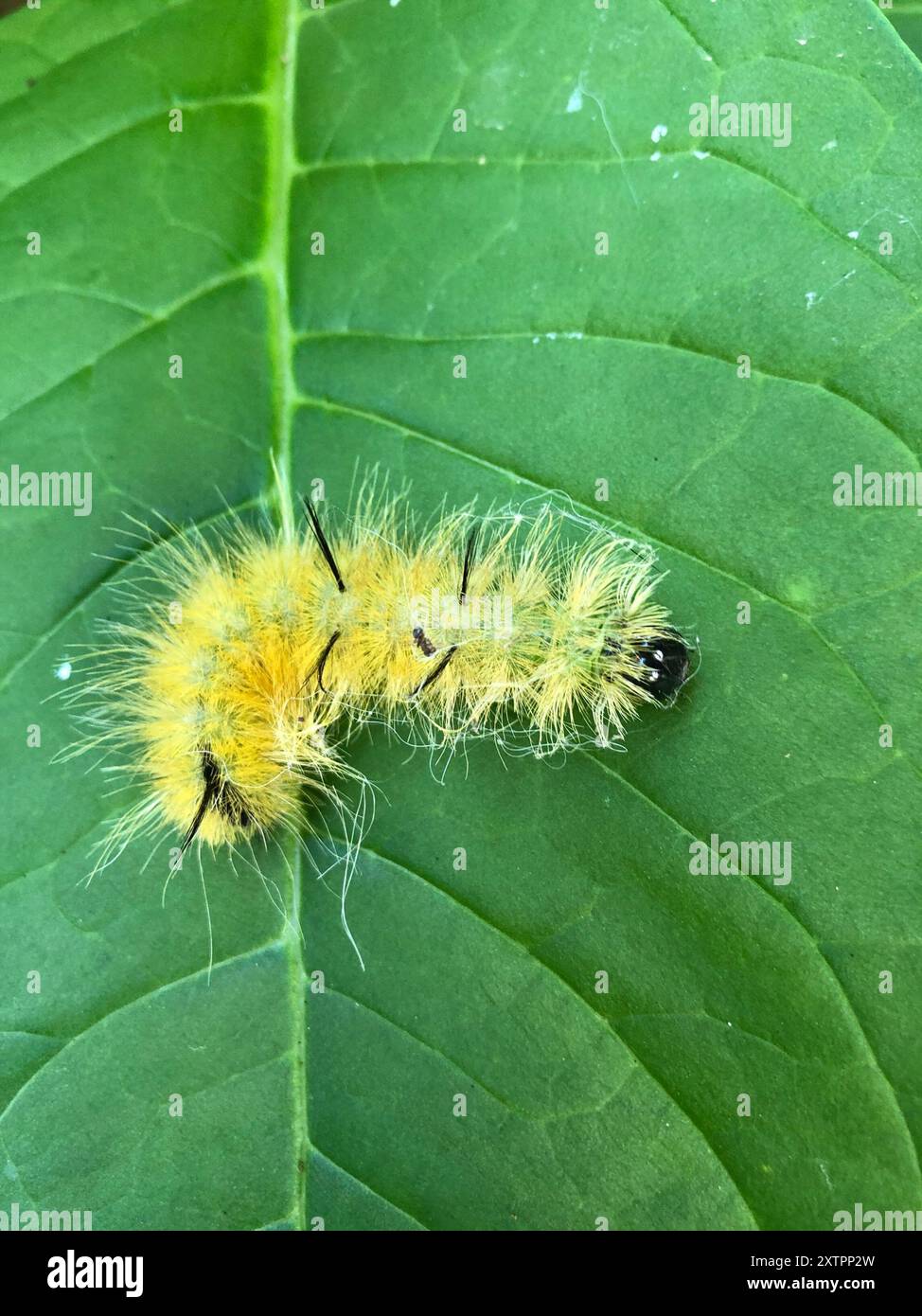 American Dagger (Acronicta americana) Insecta Stock Photo - Alamy