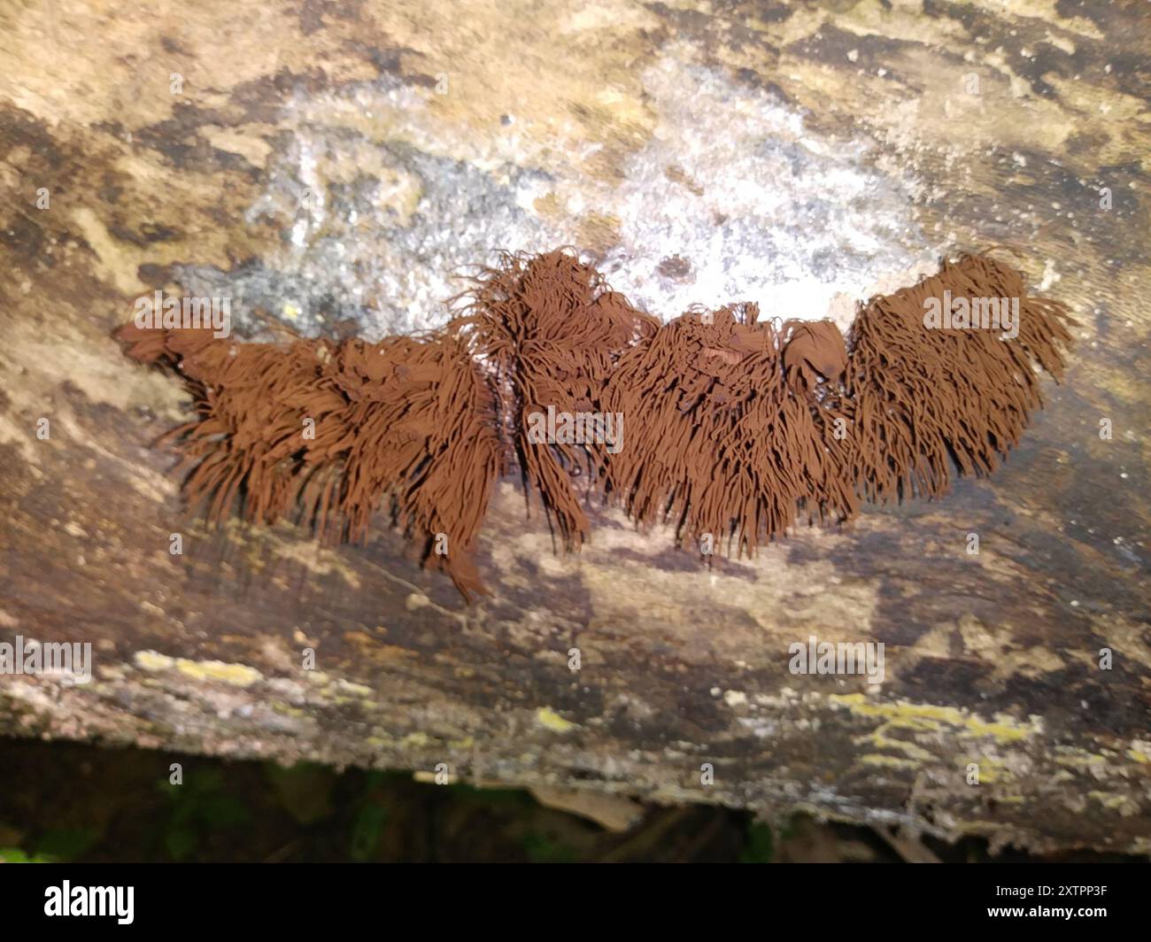 chocolate tube slime (Stemonitis splendens) Protozoa Stock Photo - Alamy