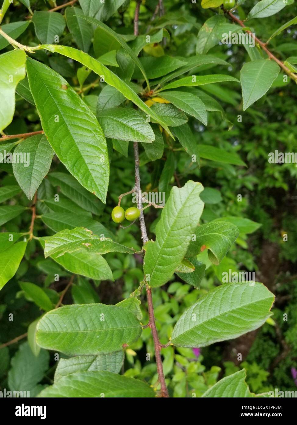 Bitter cherry (Prunus emarginata) Plantae Stock Photo - Alamy