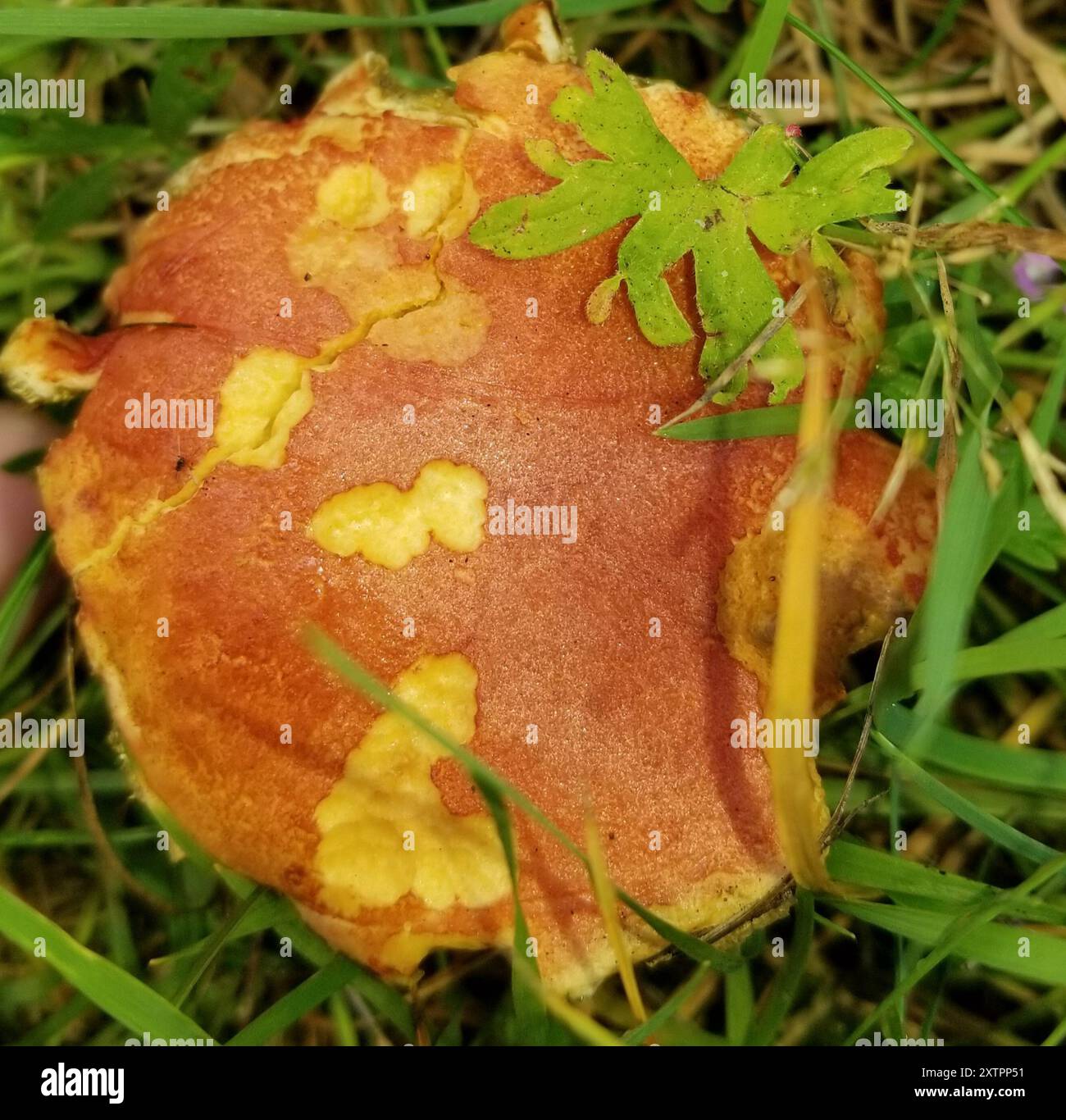 boletes (Boletaceae) Fungi Stock Photo - Alamy
