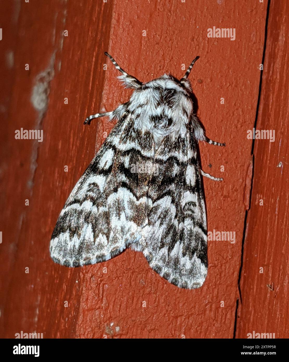 Western Panthea Moth (Panthea virginarius) Insecta Stock Photo - Alamy