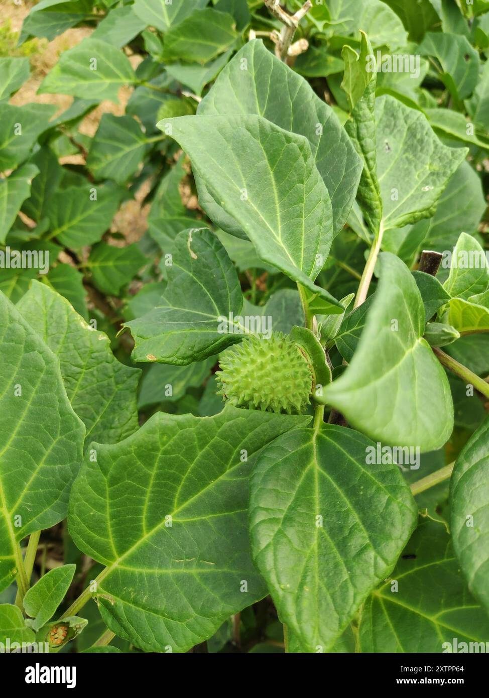 metel devil's trumpet (Datura metel) Plantae Stock Photo - Alamy