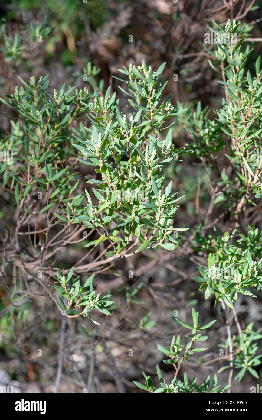 coastal beard-heath (Leucopogon parviflorus) Plantae Stock Photo - Alamy