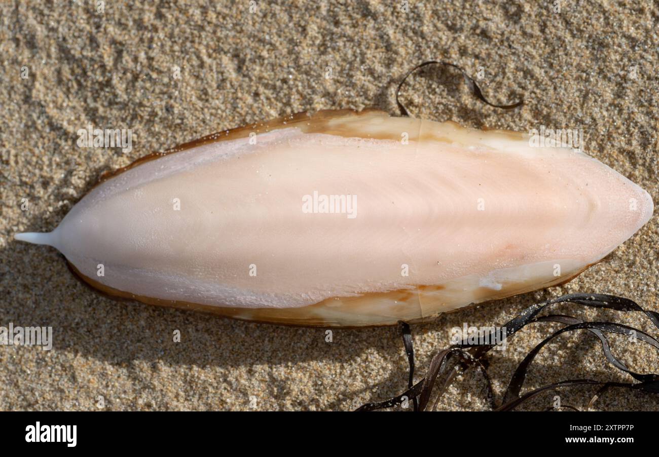 Cuttlefishes (Sepiidae) Mollusca Stock Photo - Alamy