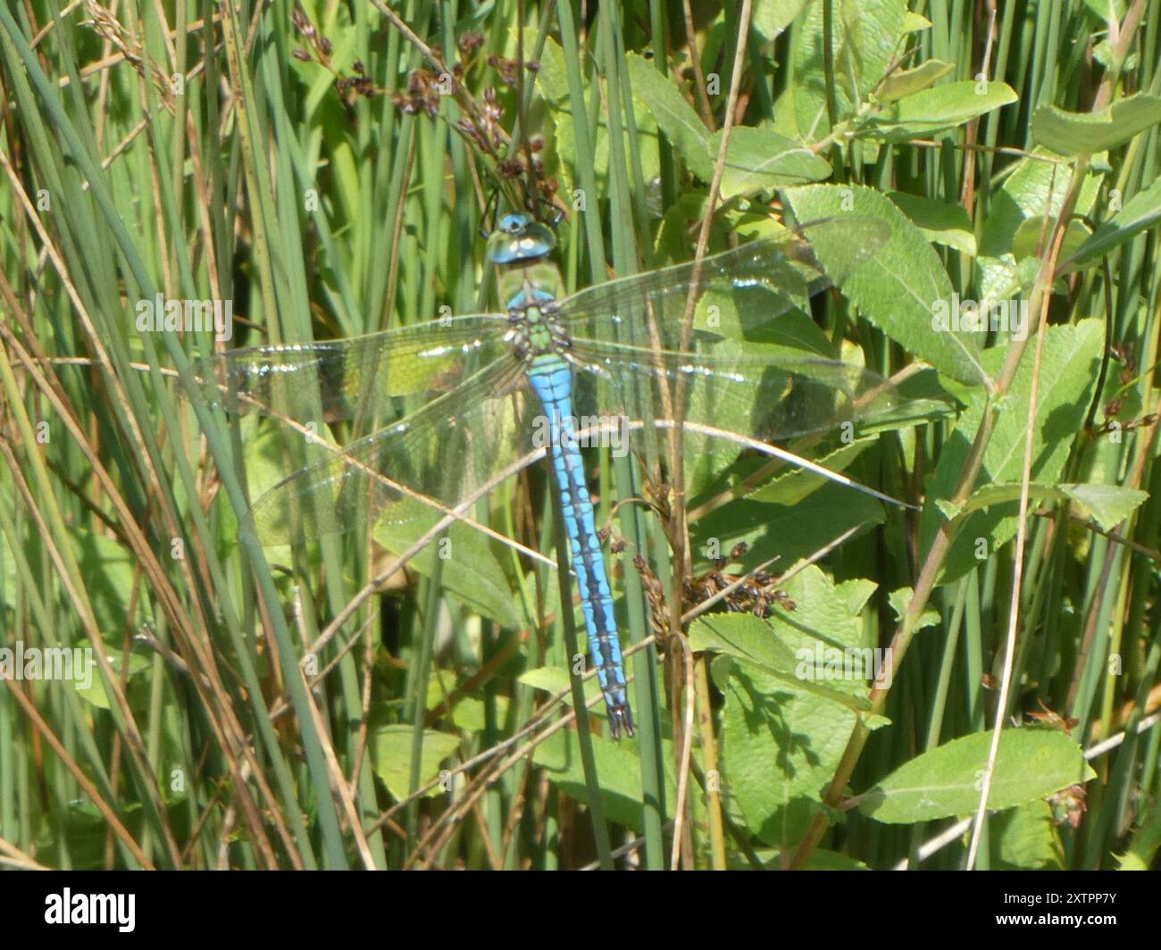 Blue Emperor (Anax imperator) Insecta Stock Photo - Alamy