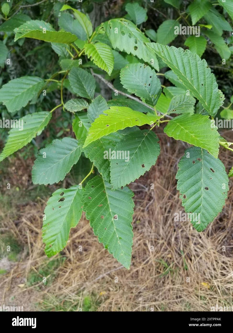 Red Alder (Alnus rubra) Plantae Stock Photo - Alamy