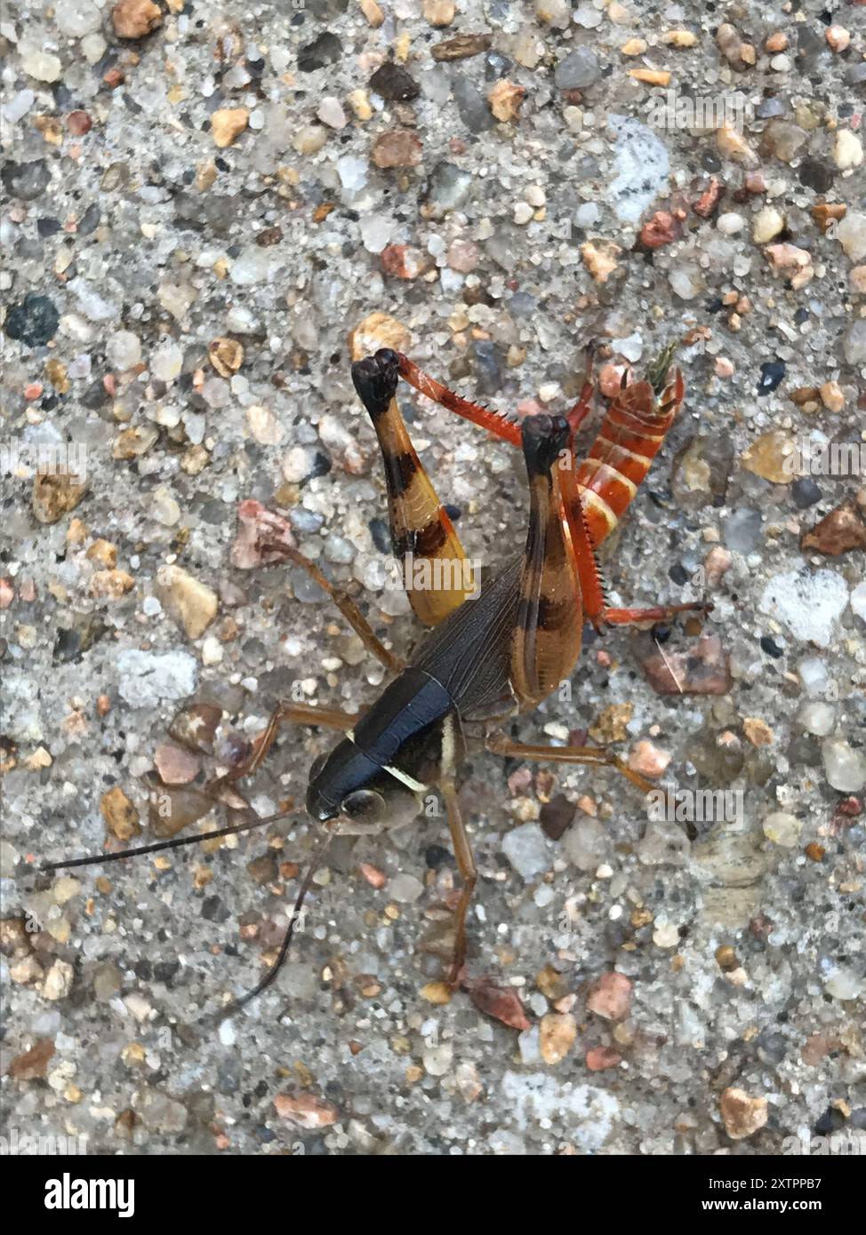 Short-winged Boopie (Boopedon auriventris) Insecta Stock Photo - Alamy