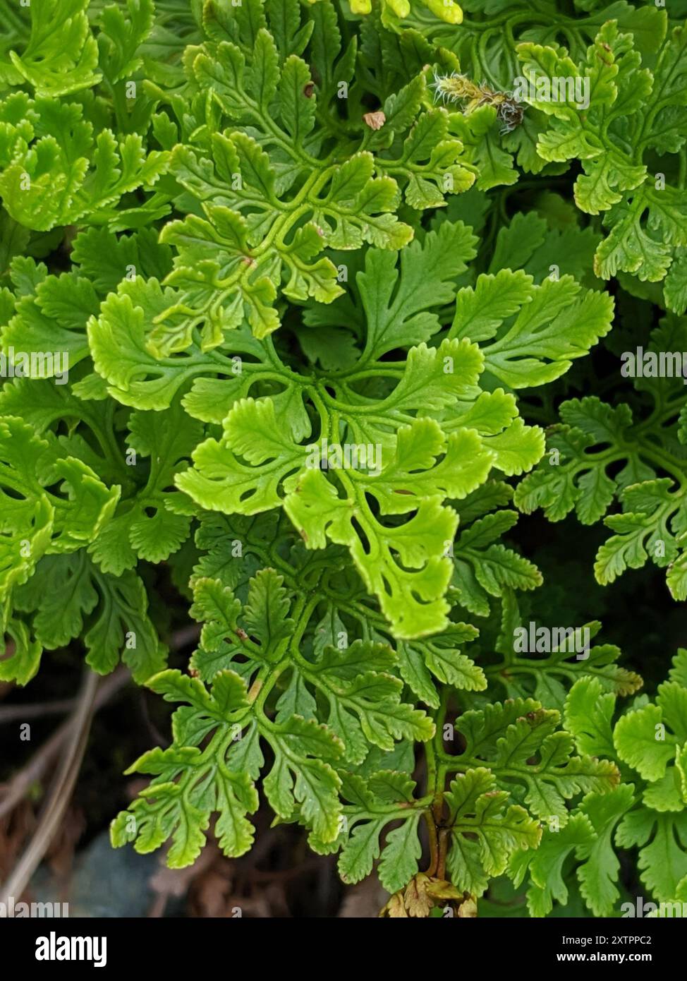 American parsley fern (Cryptogramma acrostichoides) Plantae Stock Photo ...