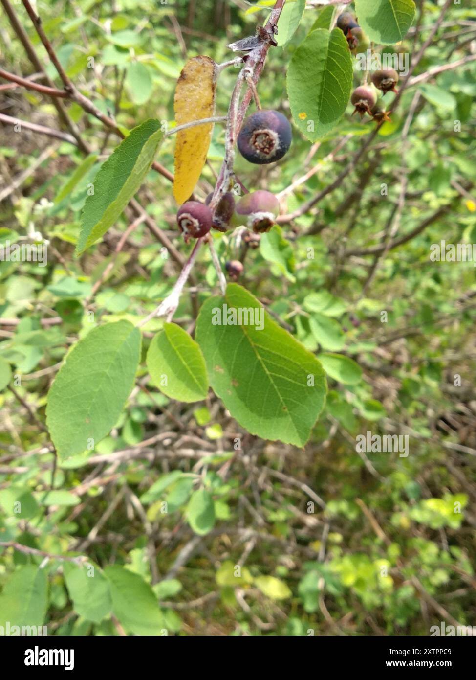 Snowy Mespilus (Amelanchier ovalis) Plantae Stock Photo - Alamy